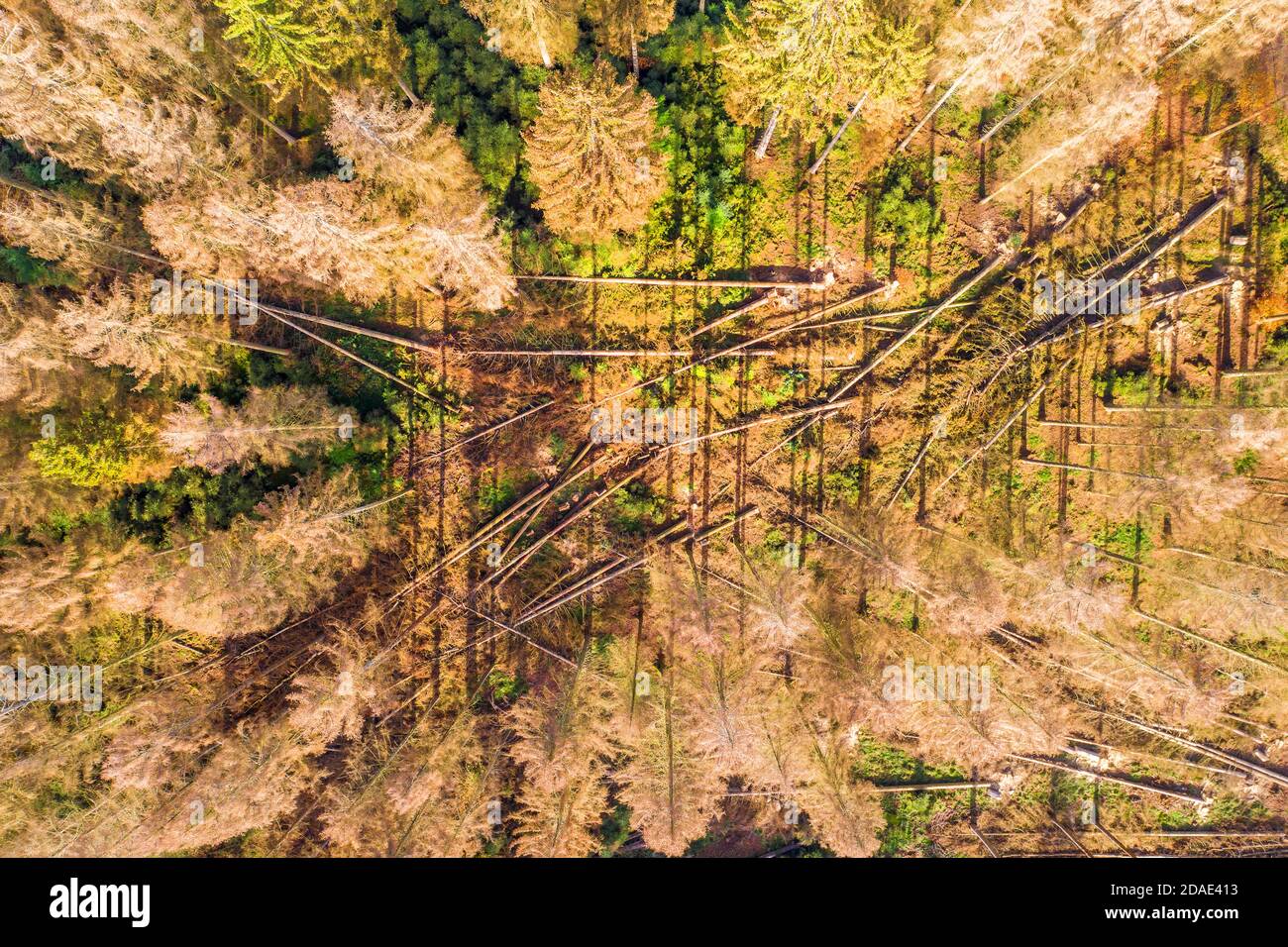 Mixed forest from above hi-res stock photography and images - Alamy