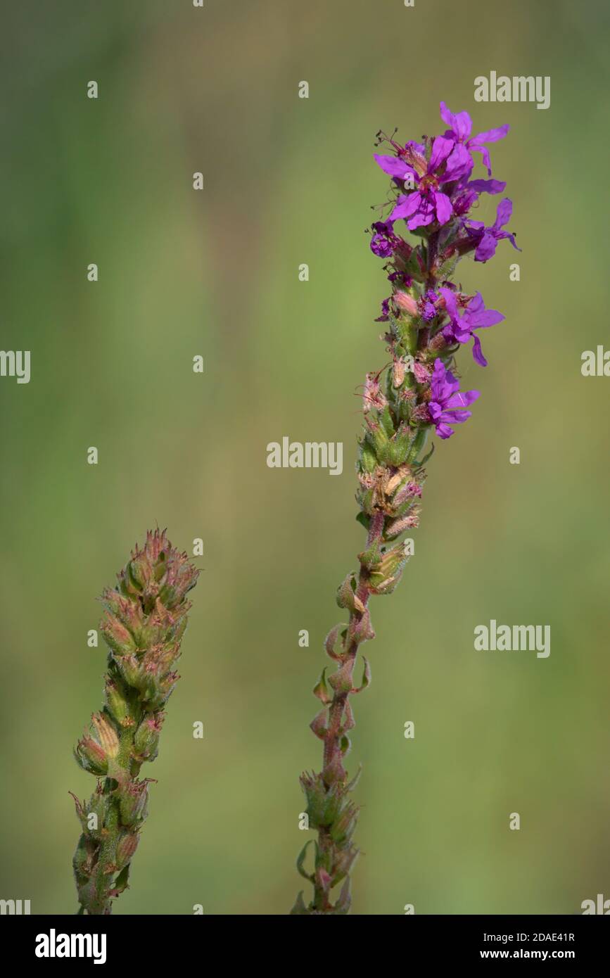 violet flour and smooth green background Stock Photo - Alamy