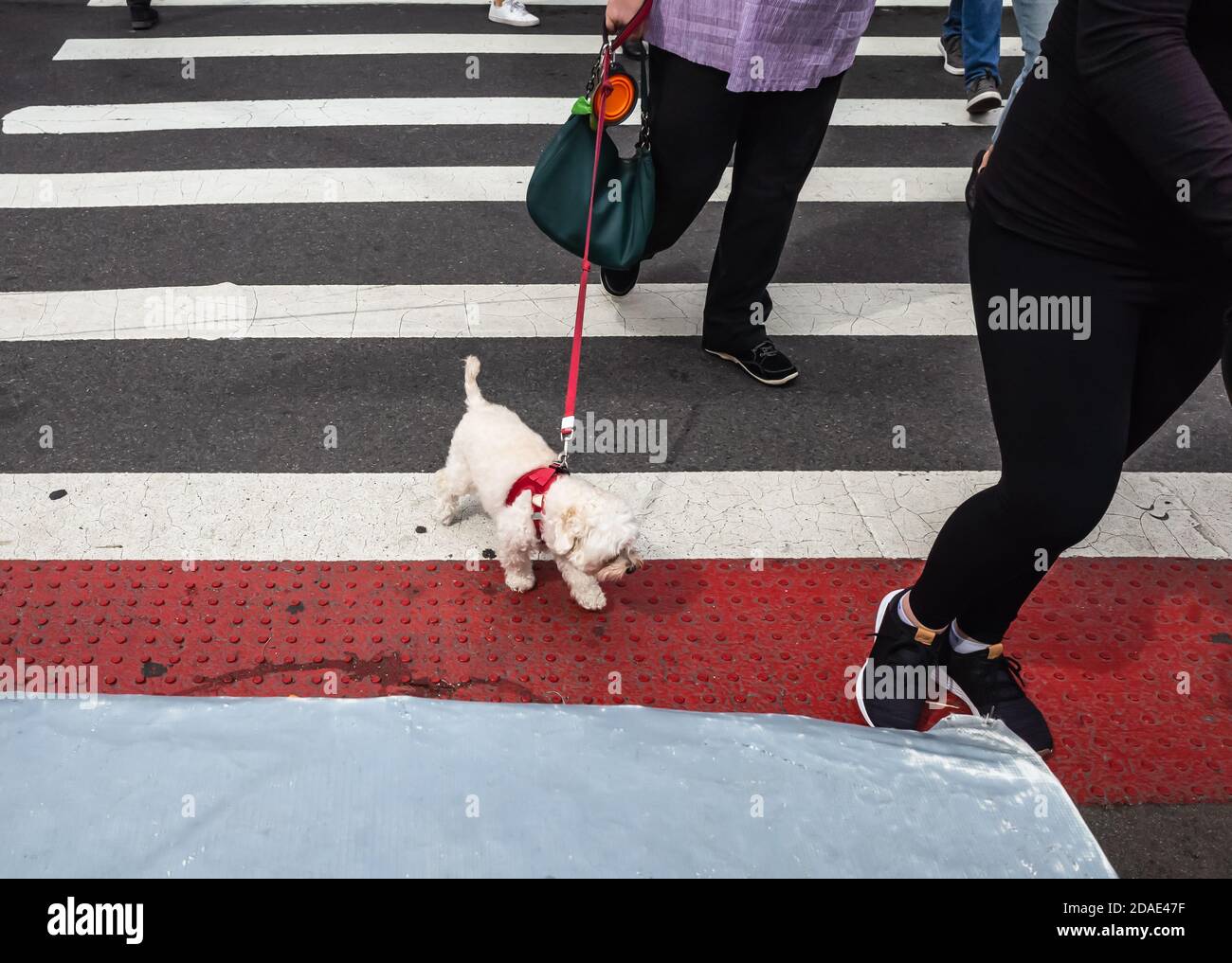 New York, USA - Sep 24, 2018: Manhattan street scene. Animals and their ...