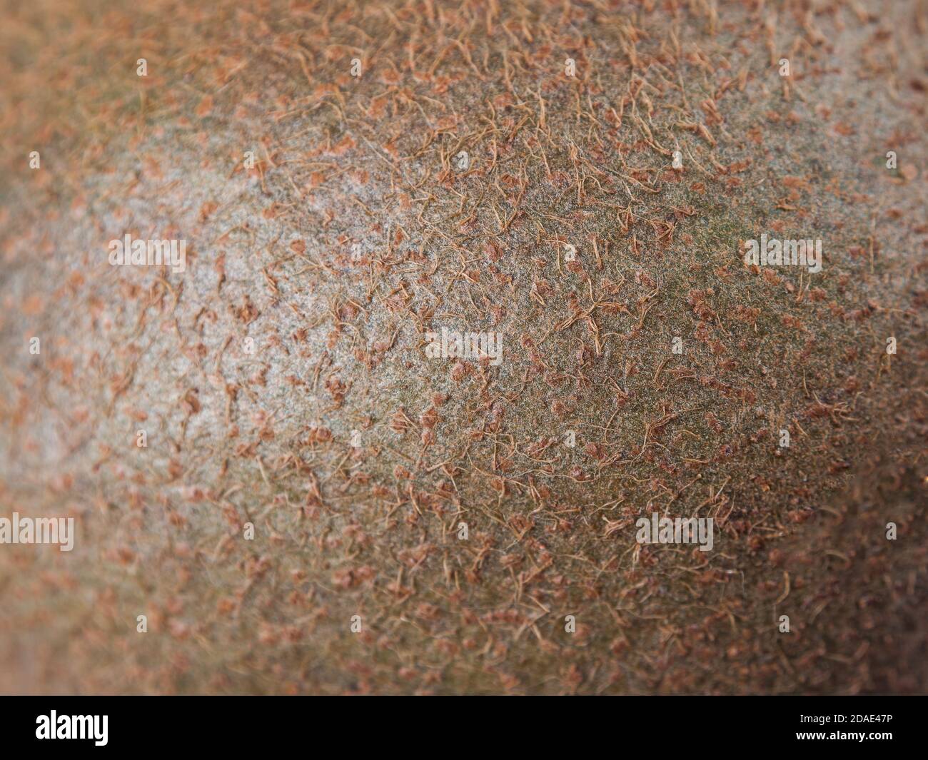 Kiwi skin macro texture detail Stock Photo - Alamy
