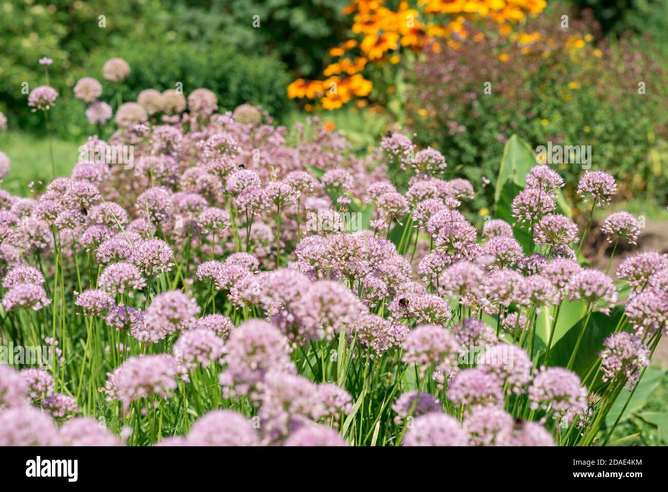 Flower Allium nutans blooming in the garden. Onions Stock Photo - Alamy