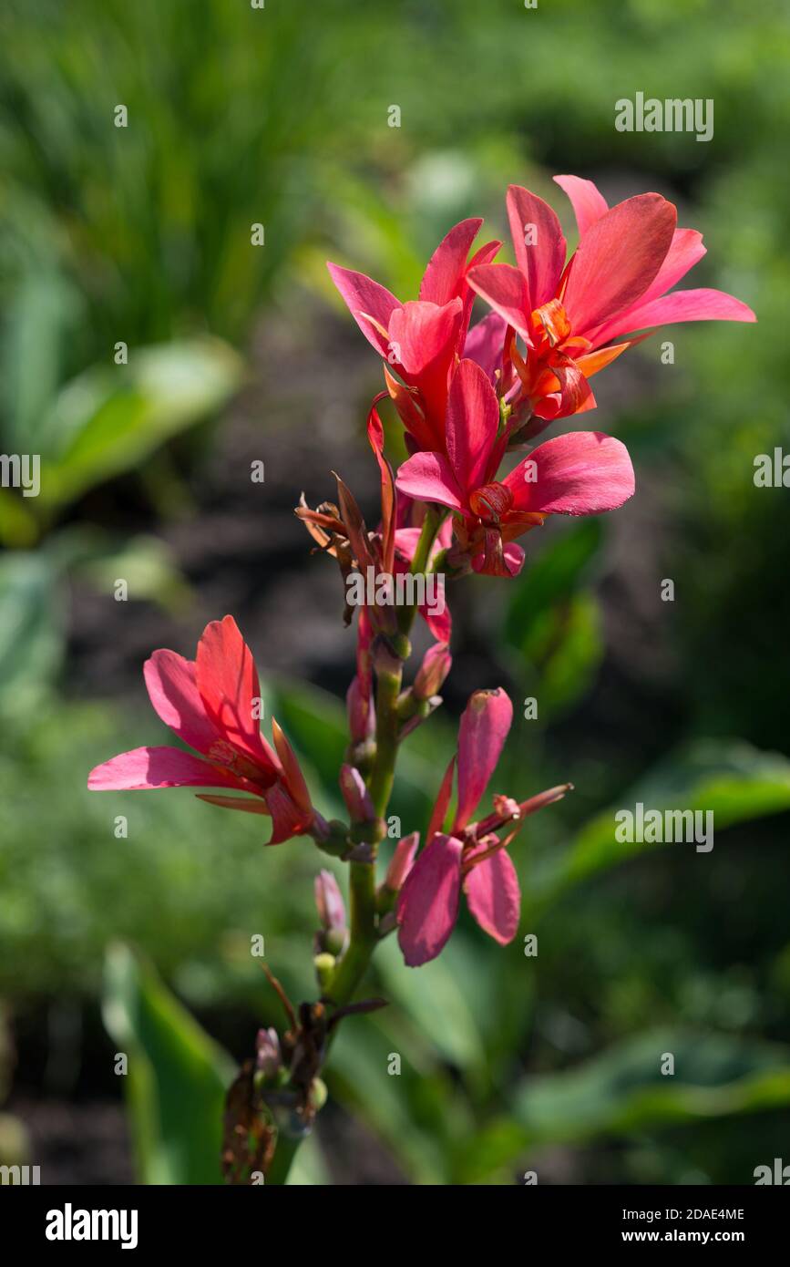 Flower red canna in the garden Stock Photo - Alamy