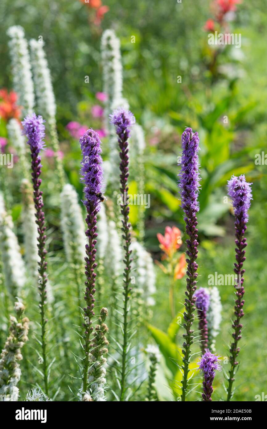 Flower Liatris spicata in the garden Stock Photo - Alamy