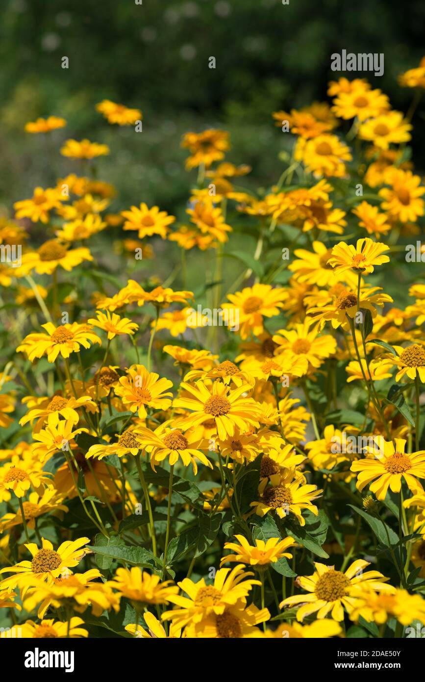 Flowers yellow Heliopsis in the Garden Stock Photo - Alamy