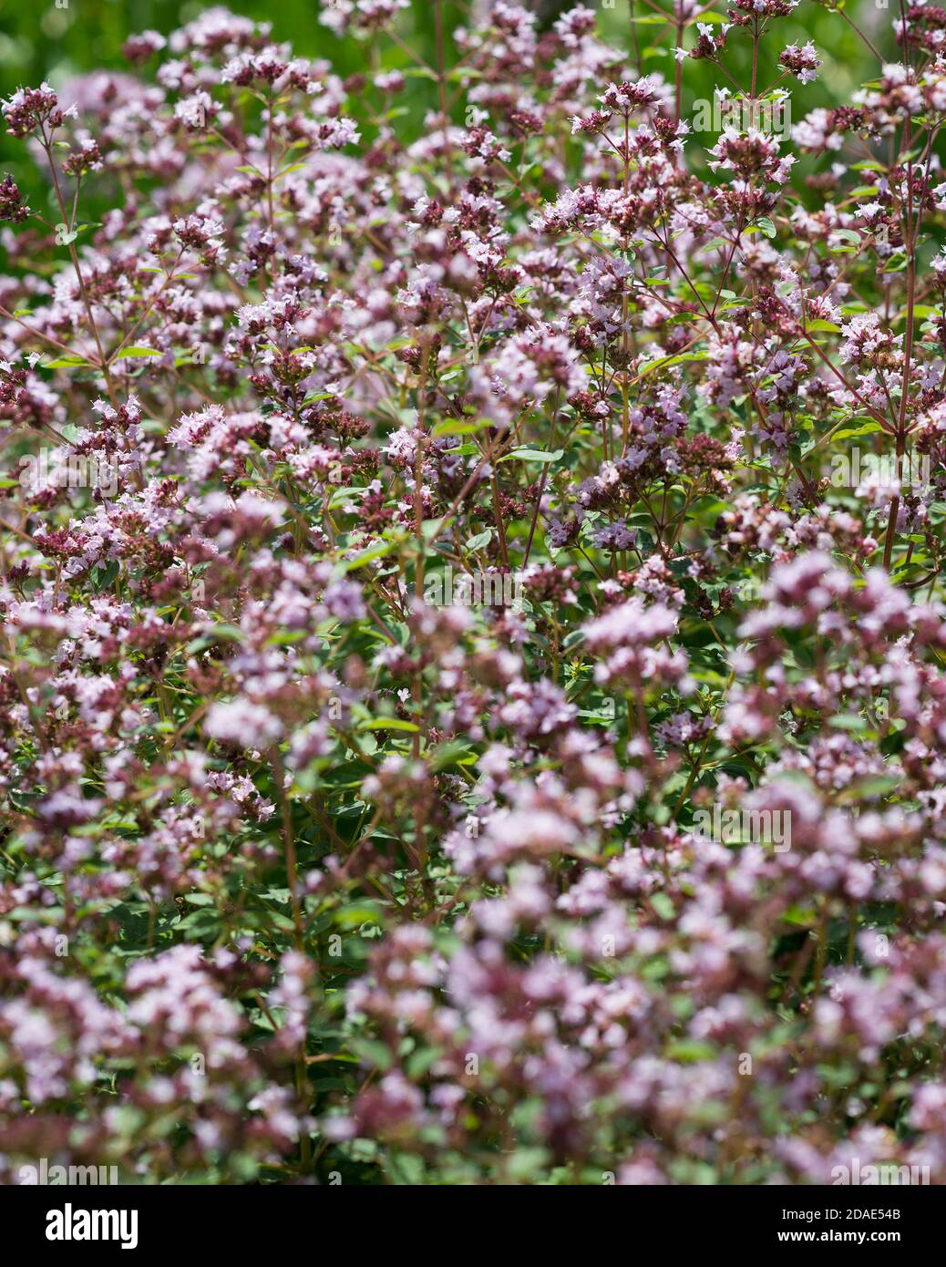 Origanum flowers hi-res stock photography and images - Alamy