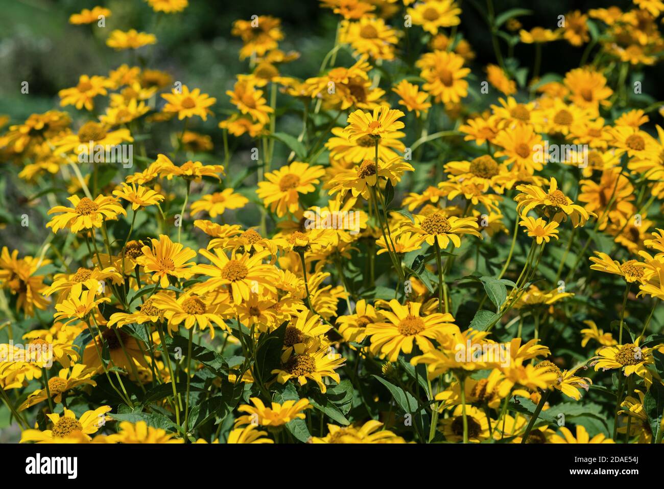 Flowers yellow Heliopsis in the Garden Stock Photo - Alamy