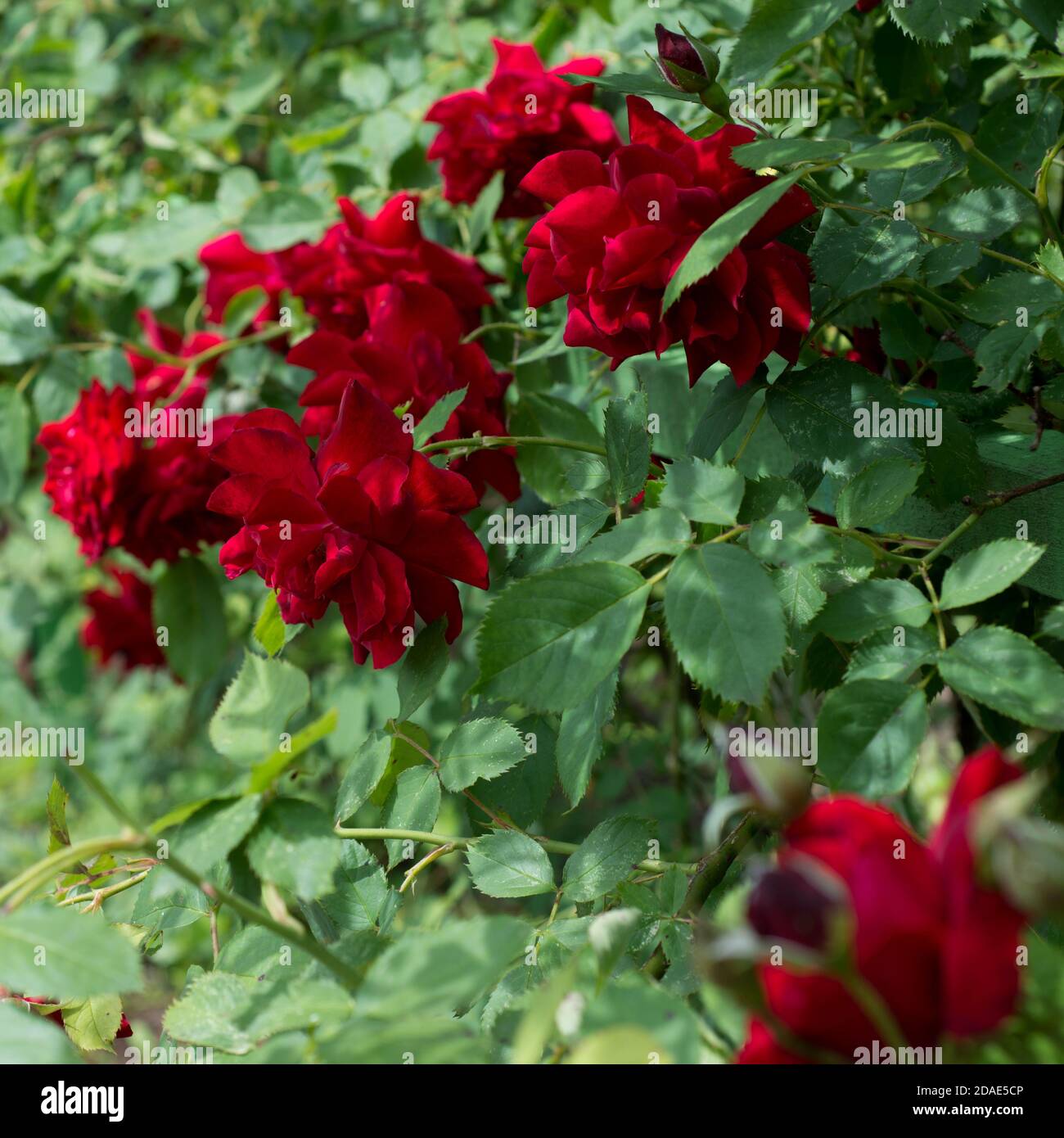 Flower of a red rose blooms in the garden Stock Photo - Alamy
