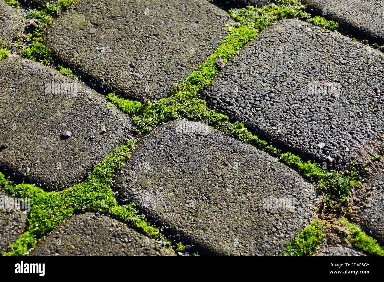 An annual problem in front of the house. Paving stones with ingrown ...
