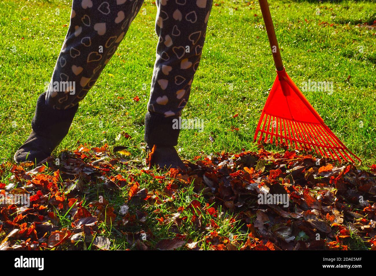 Woman cleaning up autumn hi-res stock photography and images - Alamy