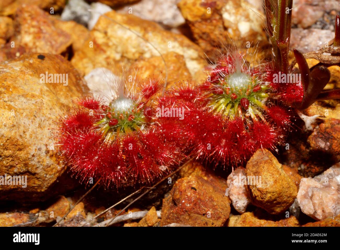 Red pygmy sundew Drosera sargentii, native habitat near Esperance ...