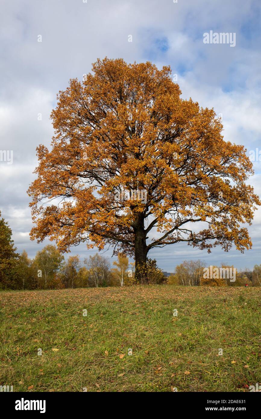 Oak tree with golden autumn foliage in sunny day. Colorful autumn ...