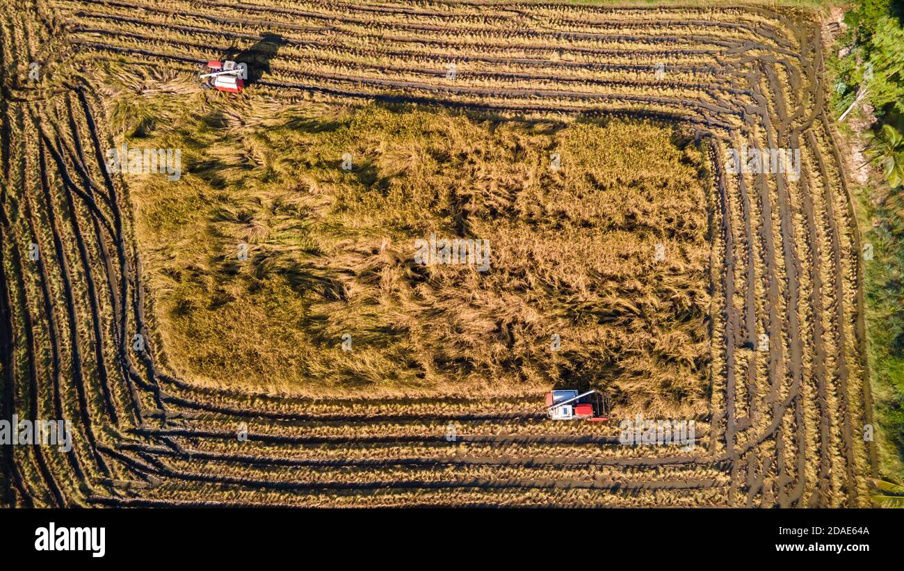 Aerial view on the combine harvester working on the large rice field in ...