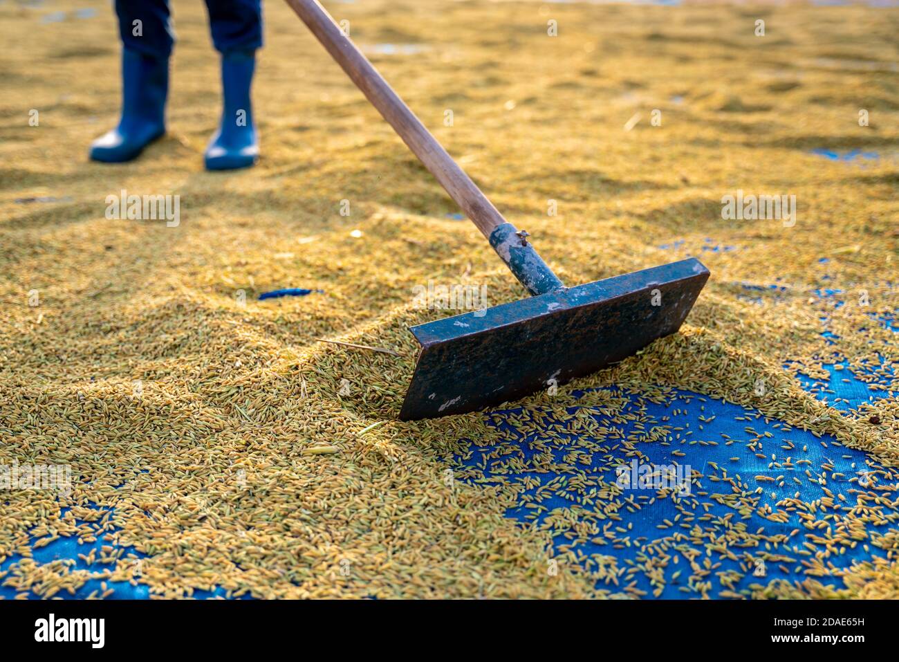 Close up of Farmer work for drying paddy rice by sunlight at ...