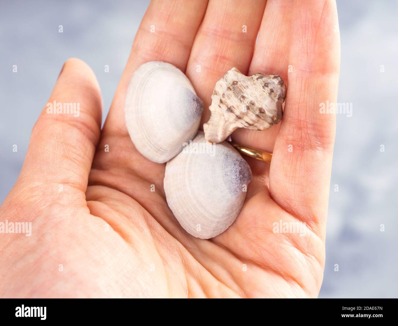 Hand holding seashells hi-res stock photography and images - Alamy