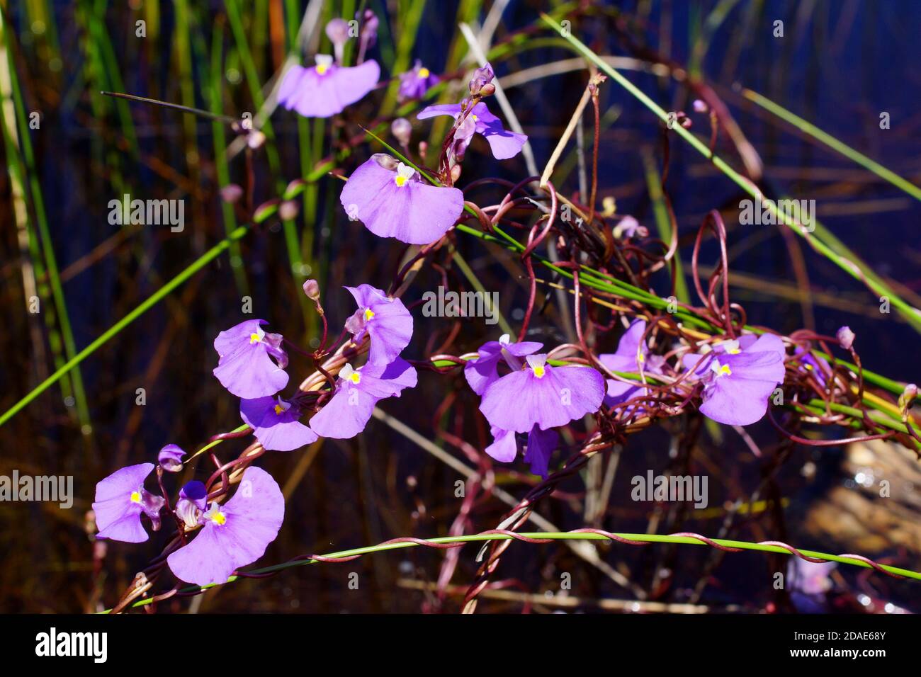 Bladderwort plants hi-res stock photography and images - Alamy