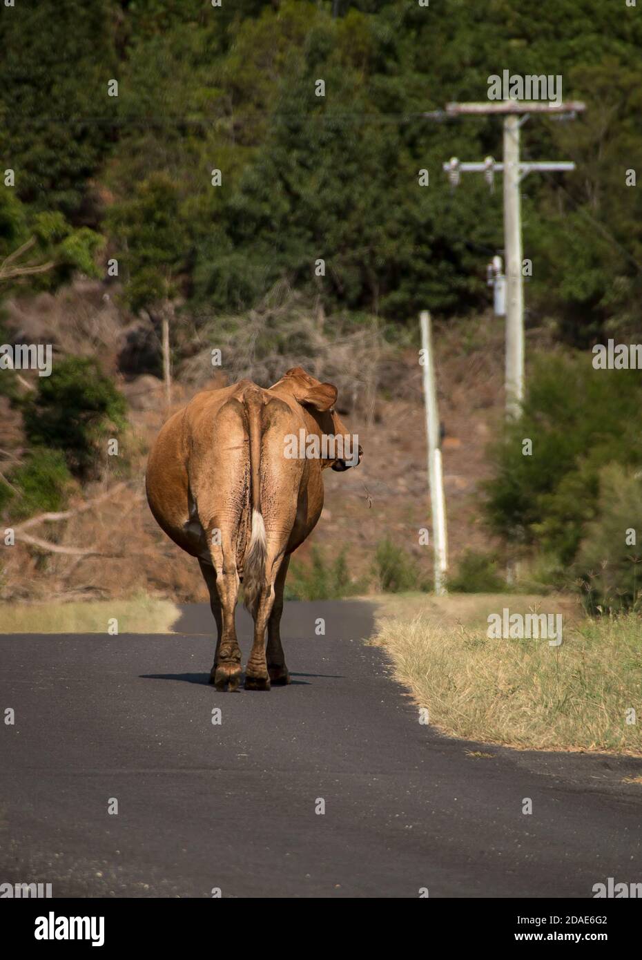 A lone cow escaped from the paddock making her way home along a country ...