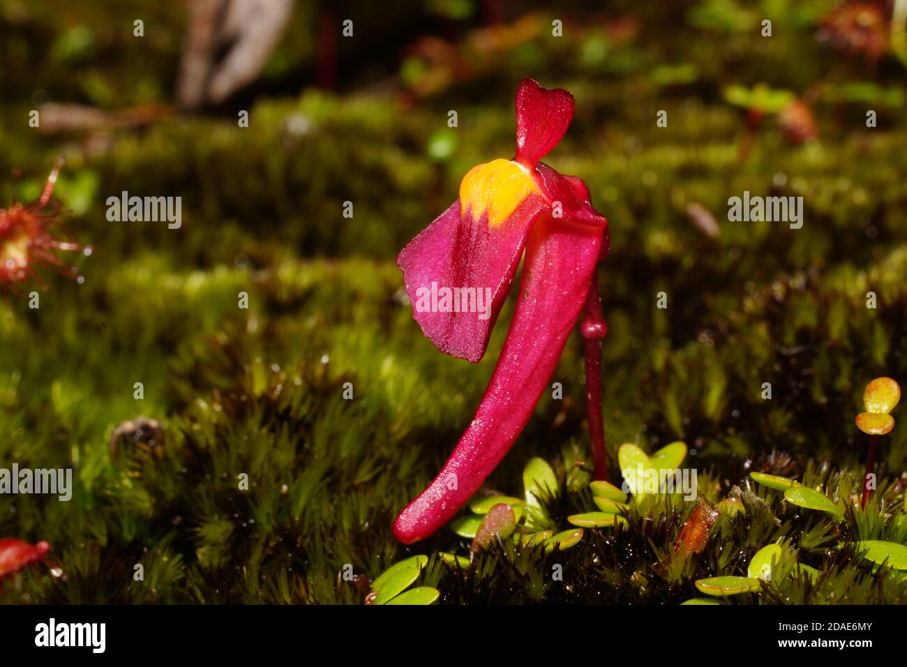 Carnivorous bladderwort australia hi-res stock photography and images ...