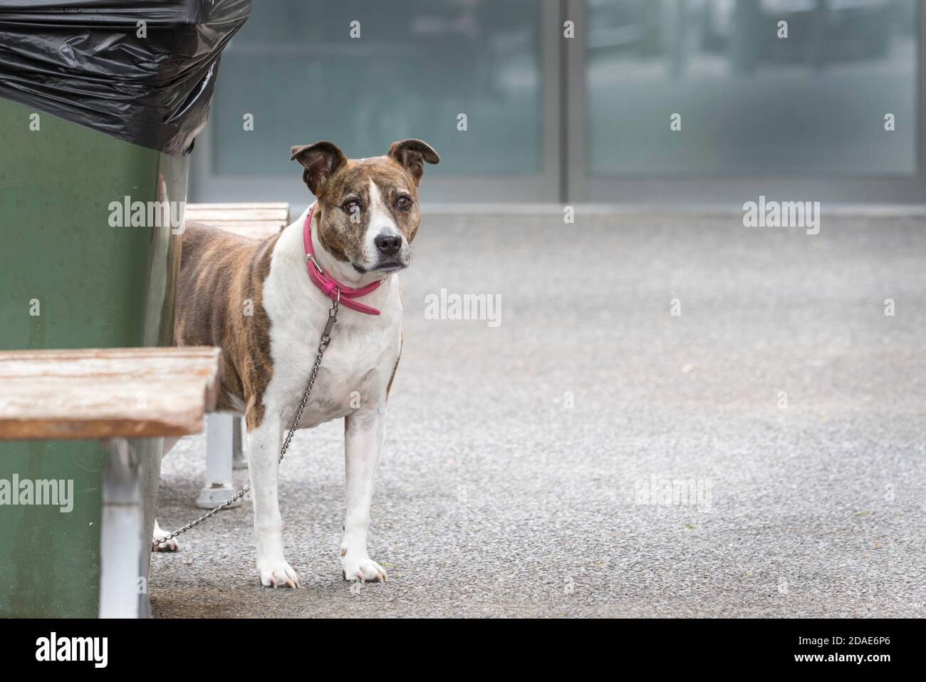 Patient dogs hi-res stock photography and images - Alamy