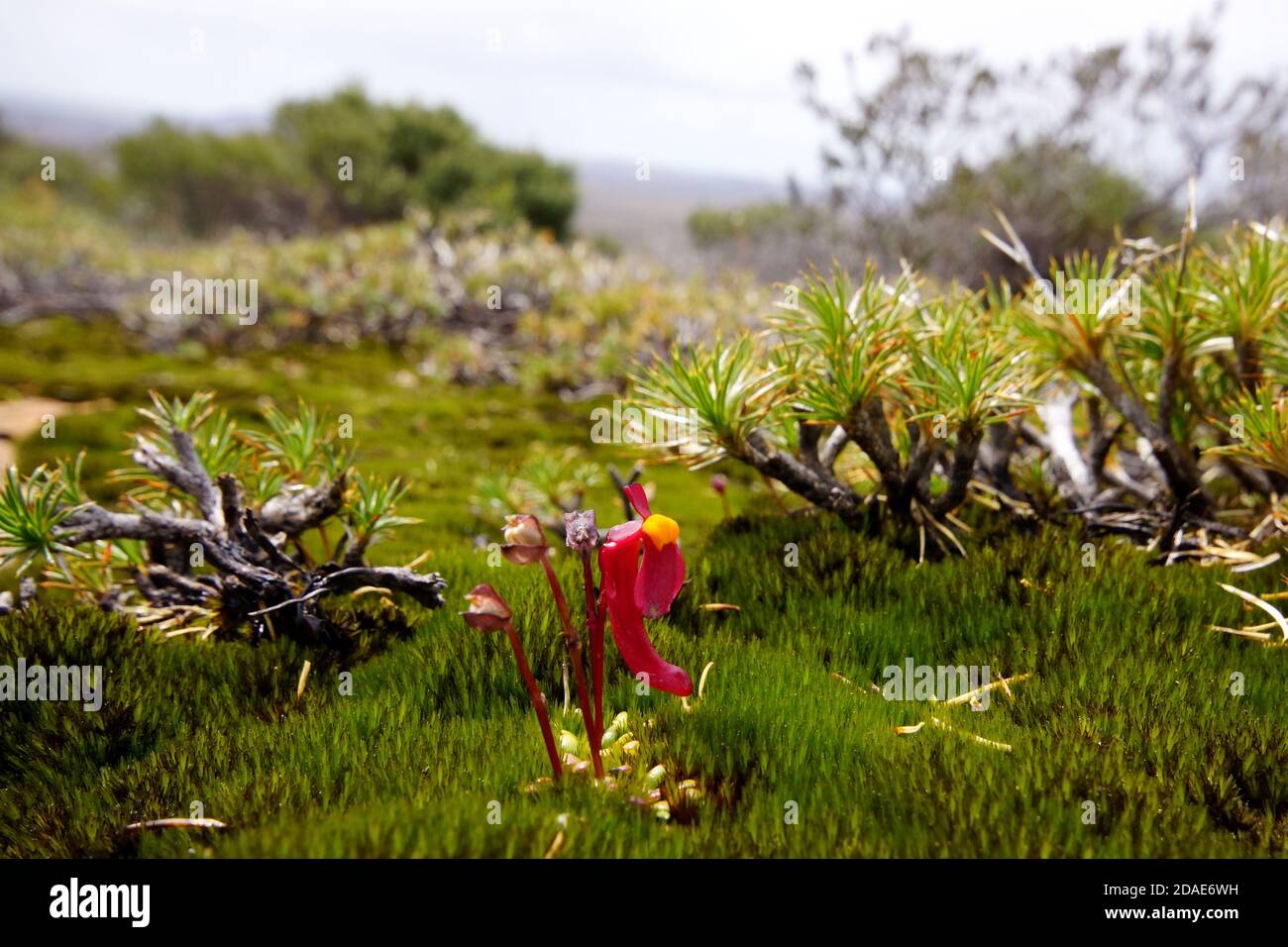 West australian native plants hi-res stock photography and images - Alamy