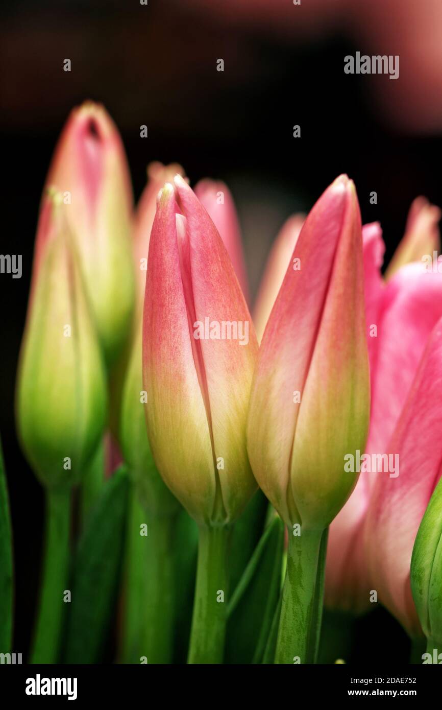 Tender amazing bouquet of pink tulip buds Stock Photo - Alamy