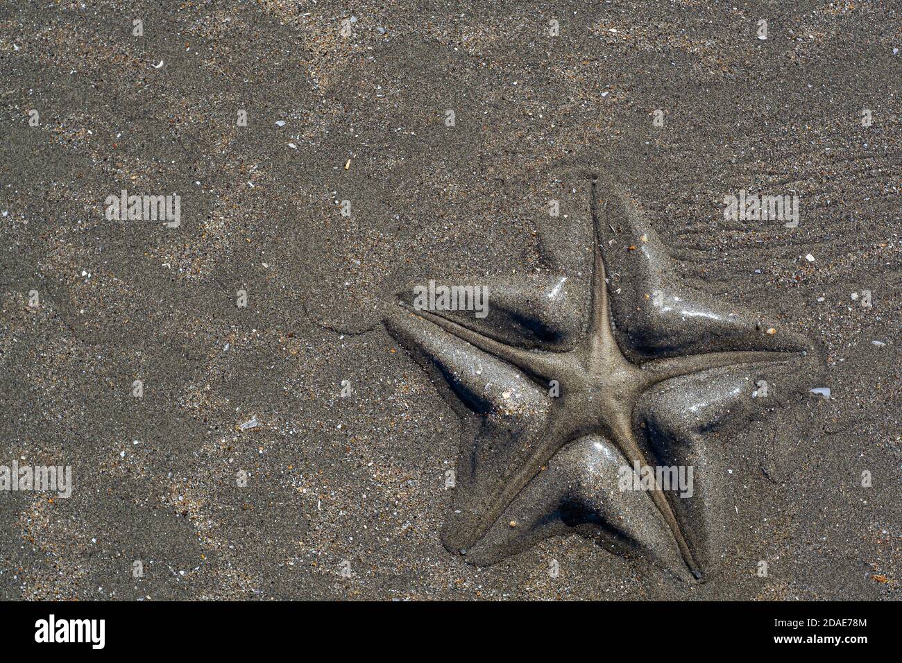 Live Starfish On The Beach