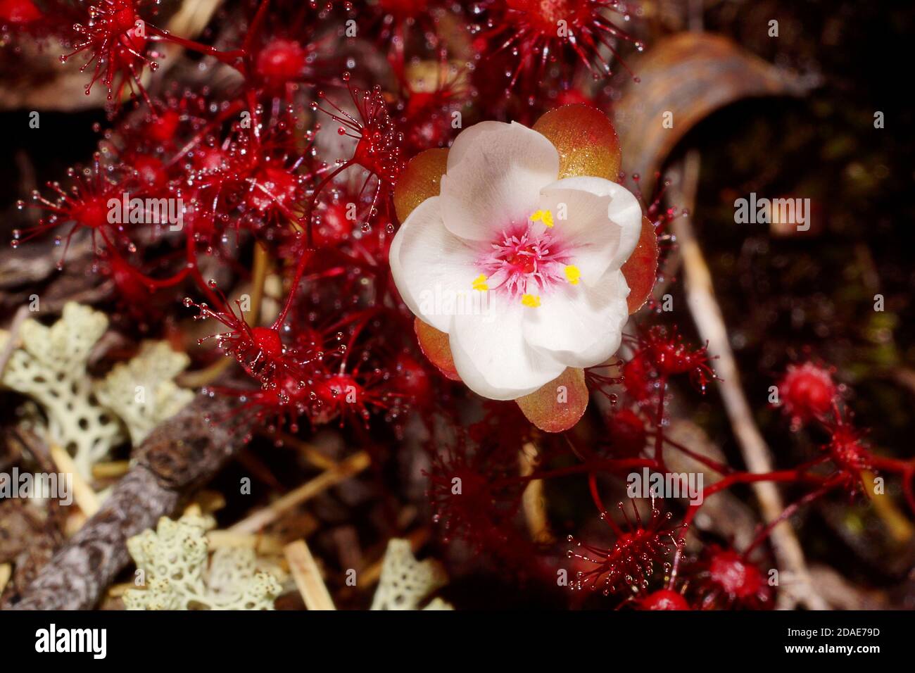 Red sundew Drosera esperensis with white flower, native habitat near ...
