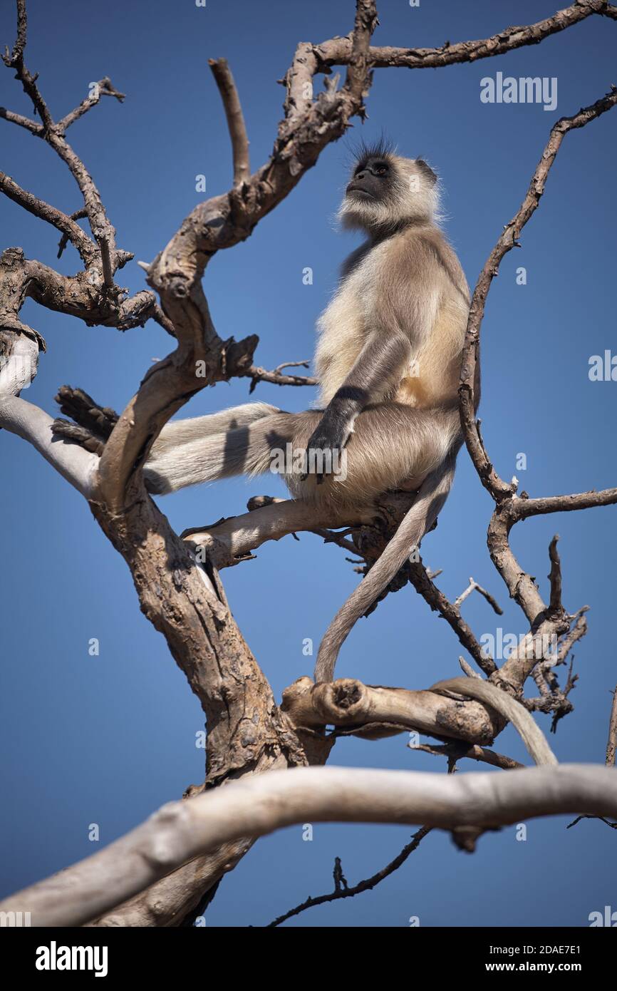 Pushkar, India, November 2008. A langur monkey in a tree Stock Photo ...