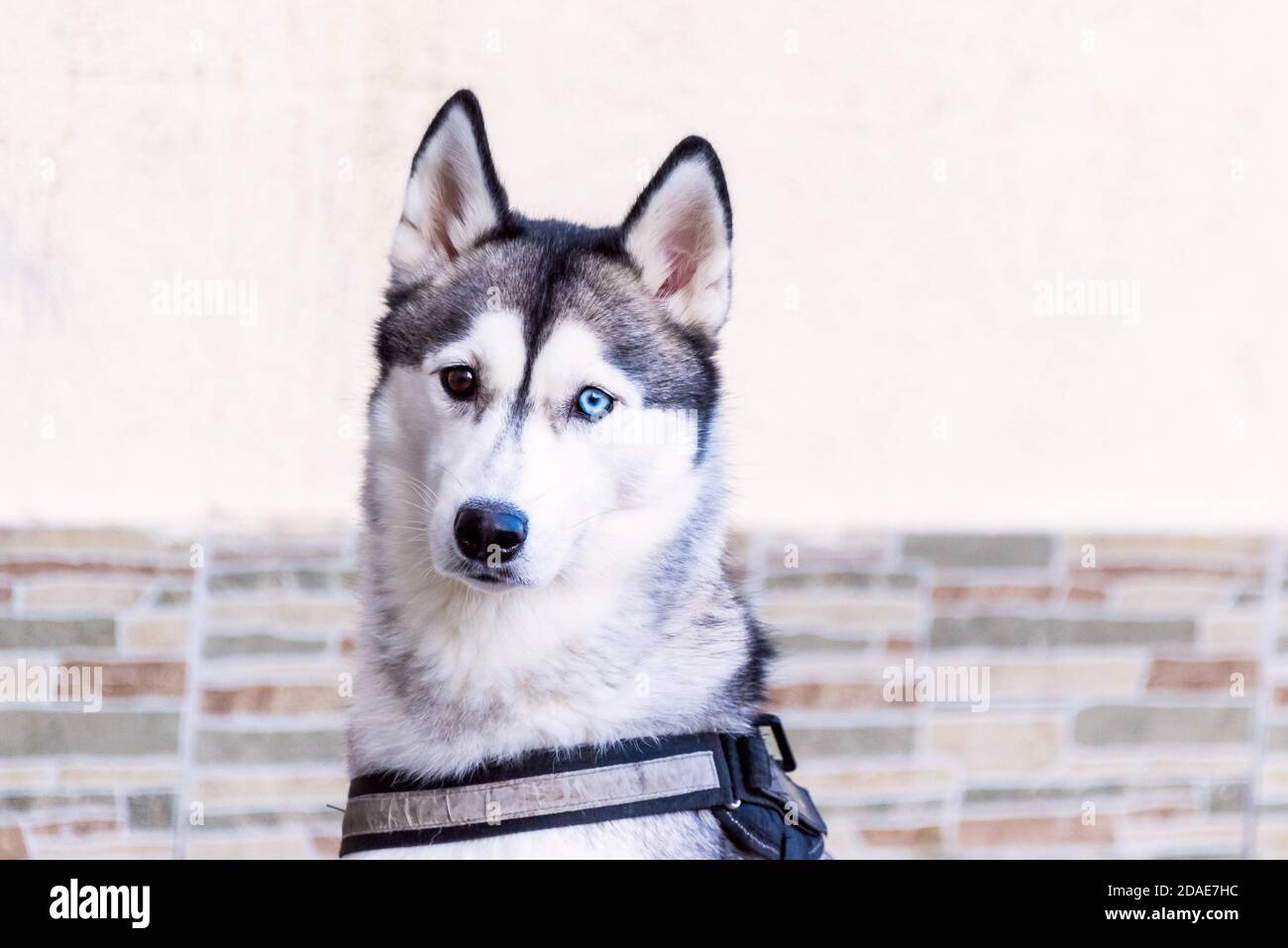 Husky Eyes Different Colors White Siberian Husky Dog With Different