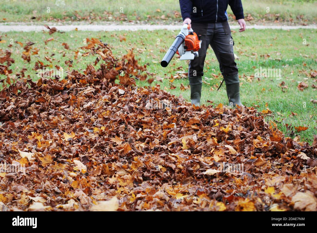 Worker cleaning falling leaves in autumn park. Man using leaf blower ...