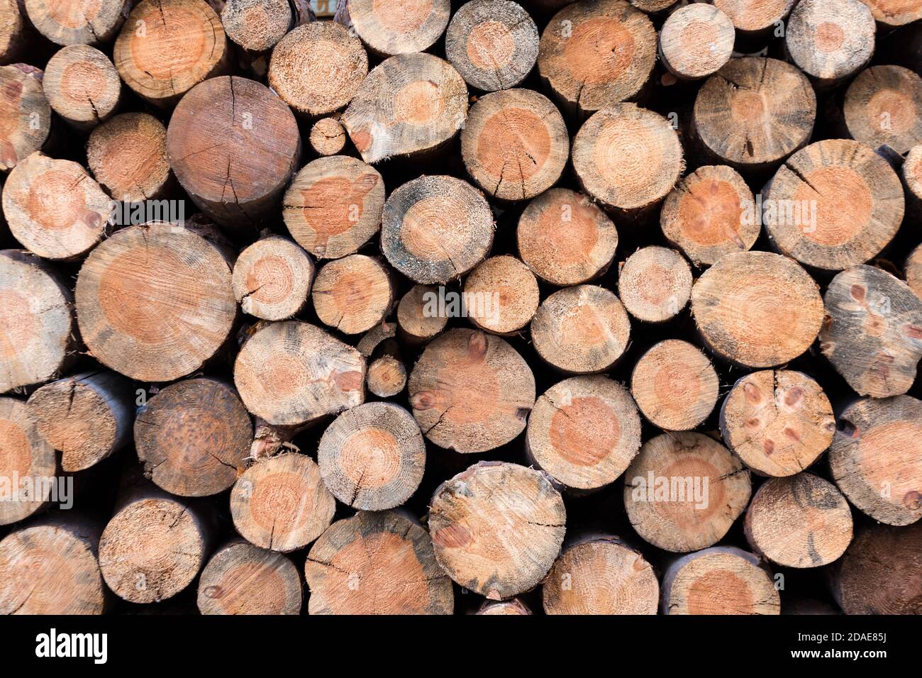 Pile of wooden logs stacked together on top of each other. Natural wood ...
