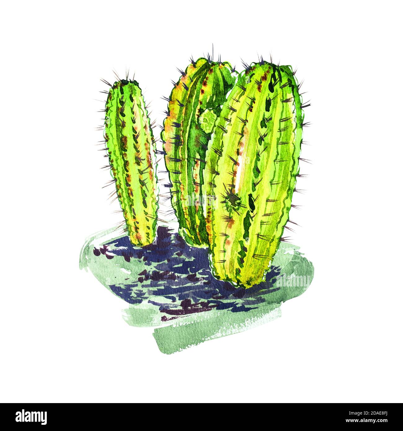 Watercolor cactus isolated on white background. It's perfect for cards ...