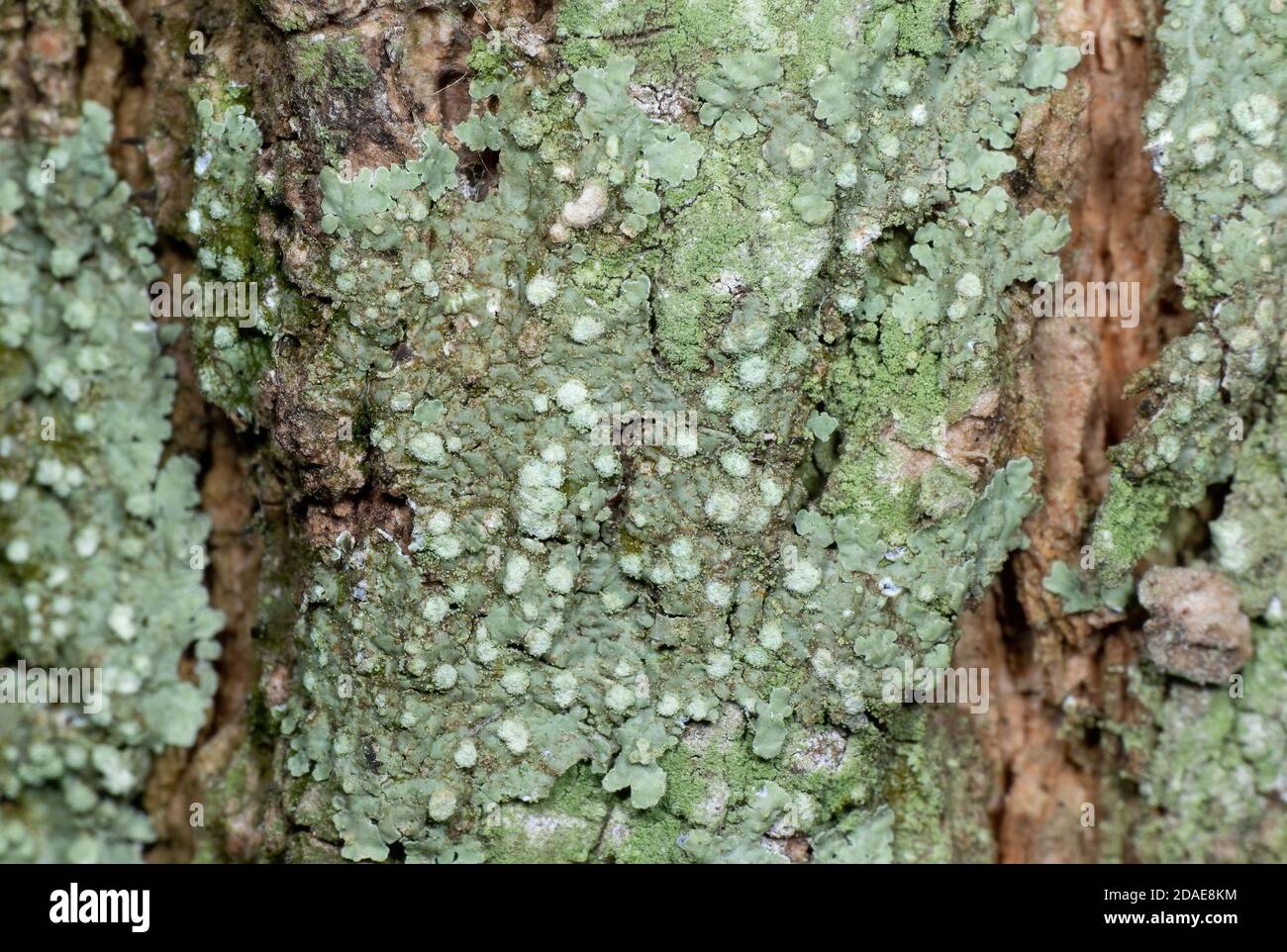 Macro Photography of Green Lichen on Tree Bark Stock Photo - Alamy