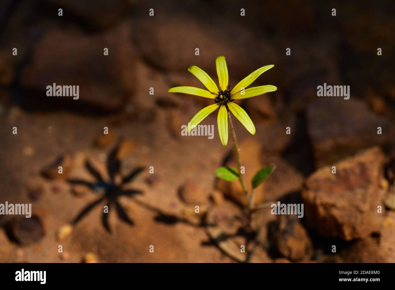 Cape Marigold ( Arctotheca calendula) with shadow Stock Photo - Alamy
