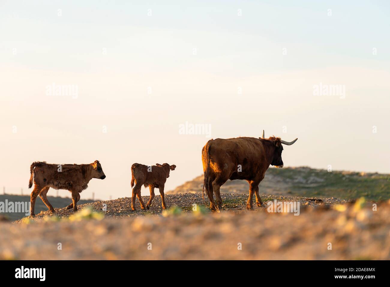 Cattle cow gazing hi-res stock photography and images - Alamy