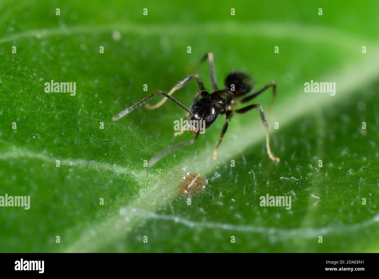 Macro Photography of Black Garden Ant with Scale Insect on Green Leaf ...