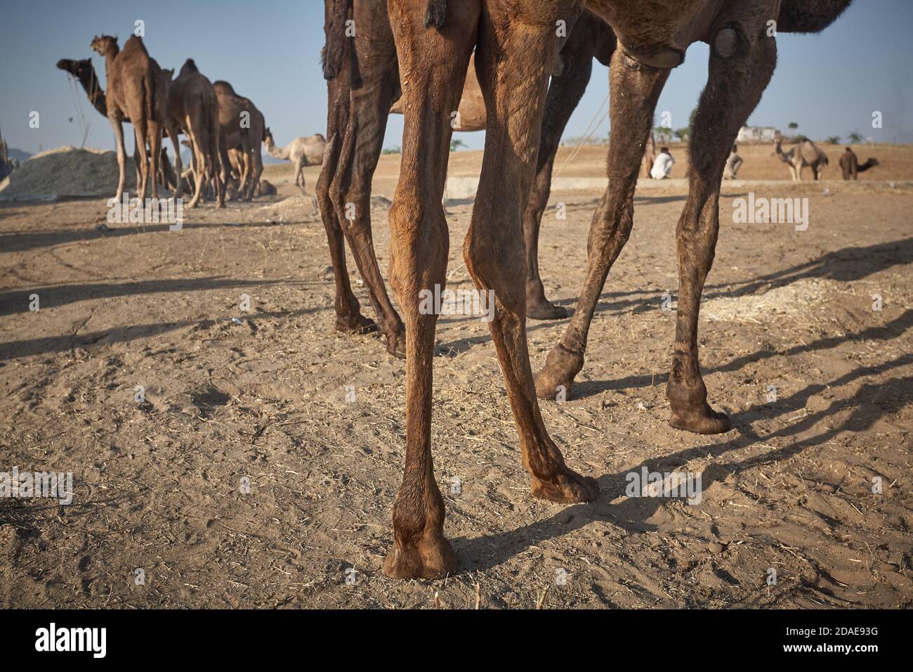 Animals legs hi-res stock photography and images - Alamy