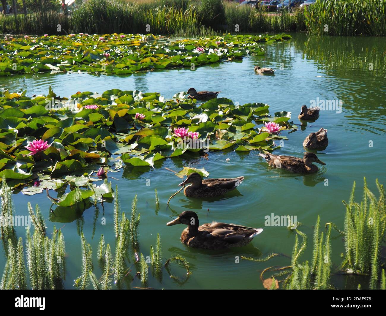 Small park pond with many floating ducks and lily flowers with pads ...