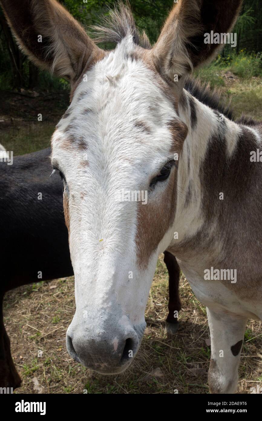 Donkeys head hi-res stock photography and images - Alamy