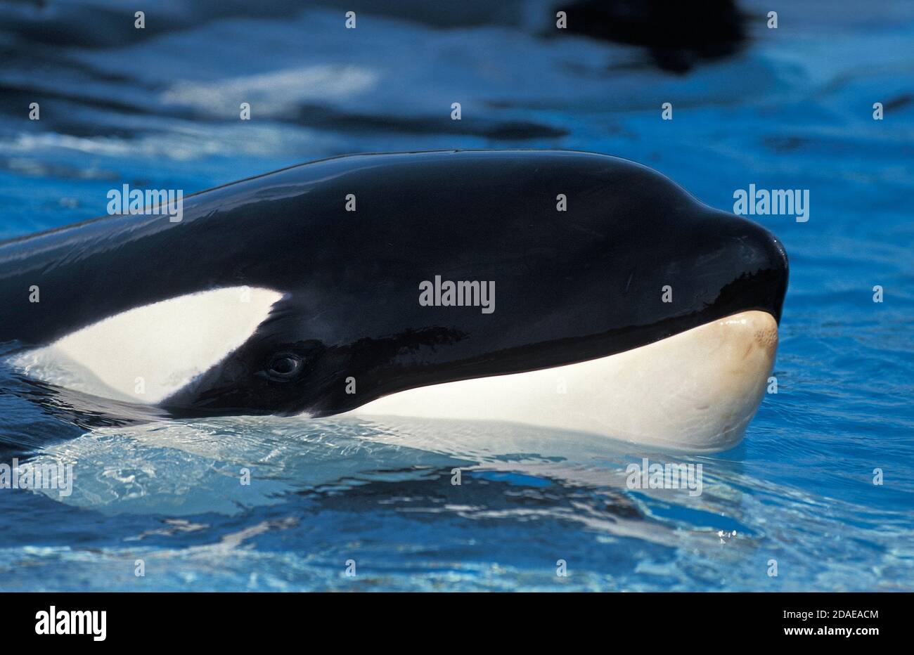 KILLER WHALE orcinus orca, CLOSE-UP OF HEAD AT SURFACE Stock Photo - Alamy