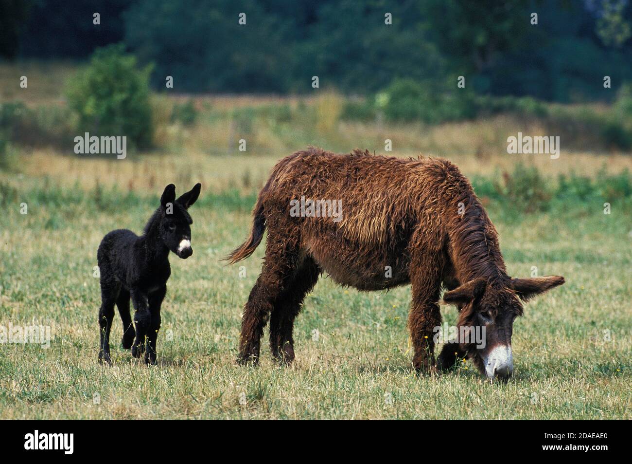 POITOU DONKEY OR THE BAUDET DU POITOU, A FRENCH BREED, MARE WITH FOAL ...