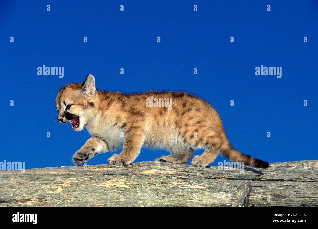 Puma growling hi-res stock photography and images - Alamy