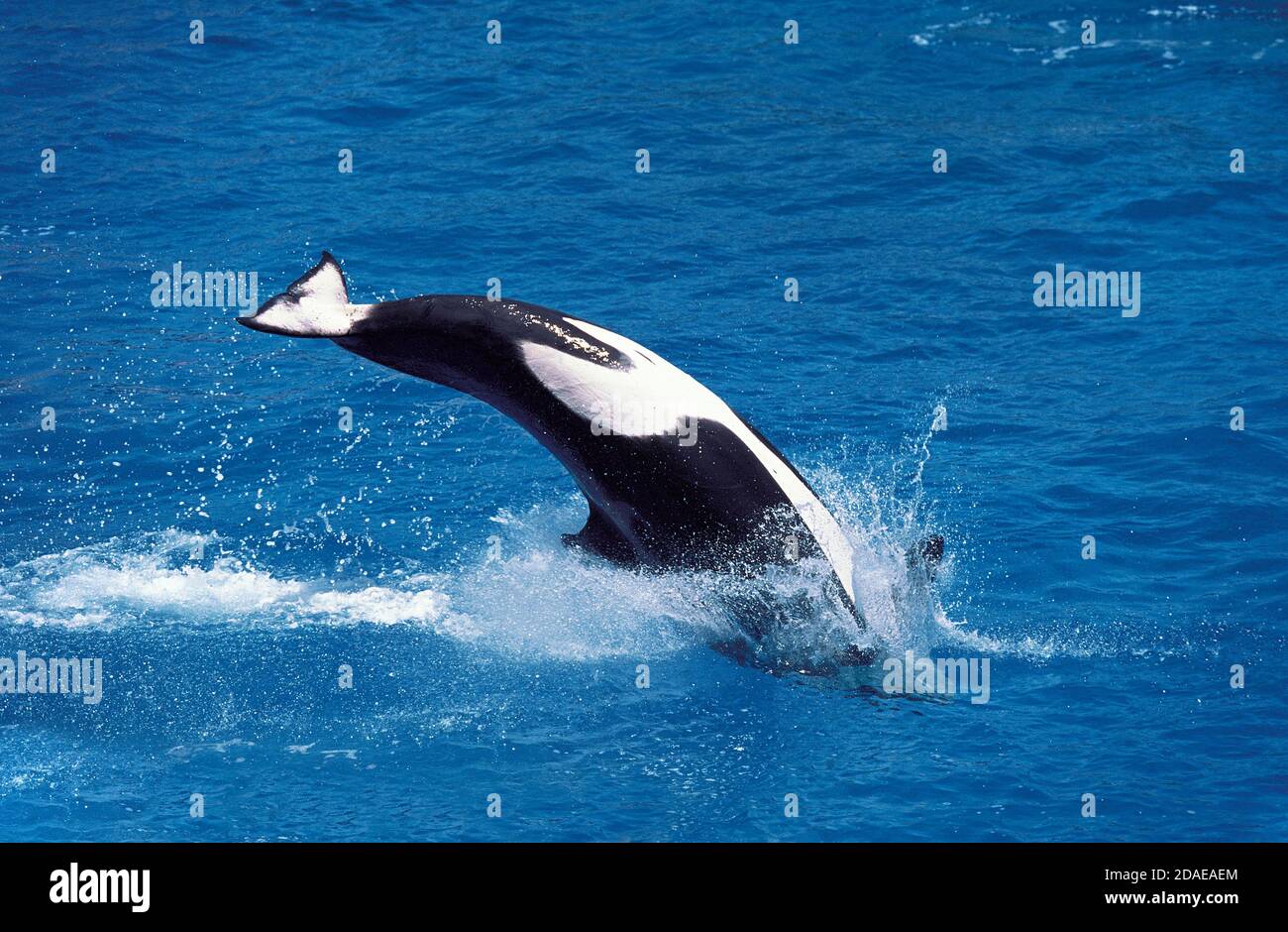 Orca leaping hi-res stock photography and images - Alamy
