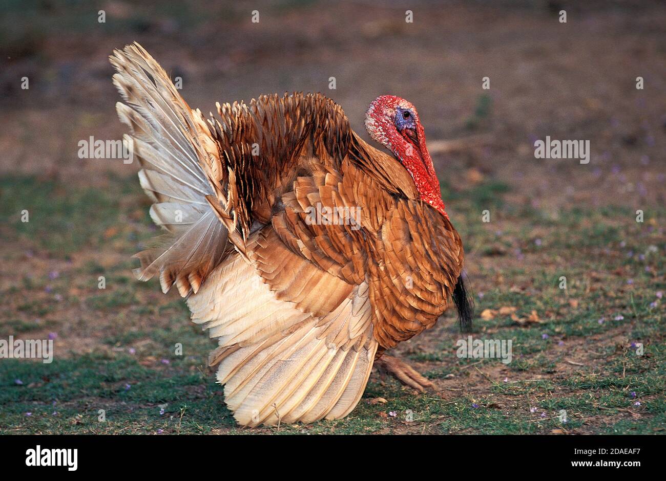 ARDENNES RED TURKEY, A FRENCH BREED, MALE SPREADING TAIL FEATHERS IN ...