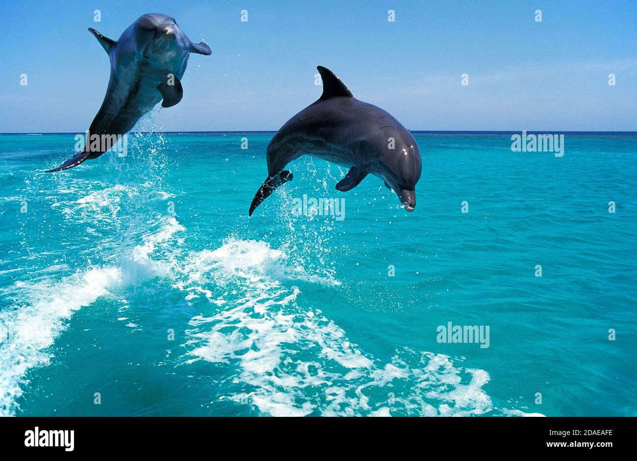 BOTTLENOSE DOLPHIN tursiops truncatus, PAIR LEAPING OUT OF WATER, HONDURAS Stock Photo - Alamy