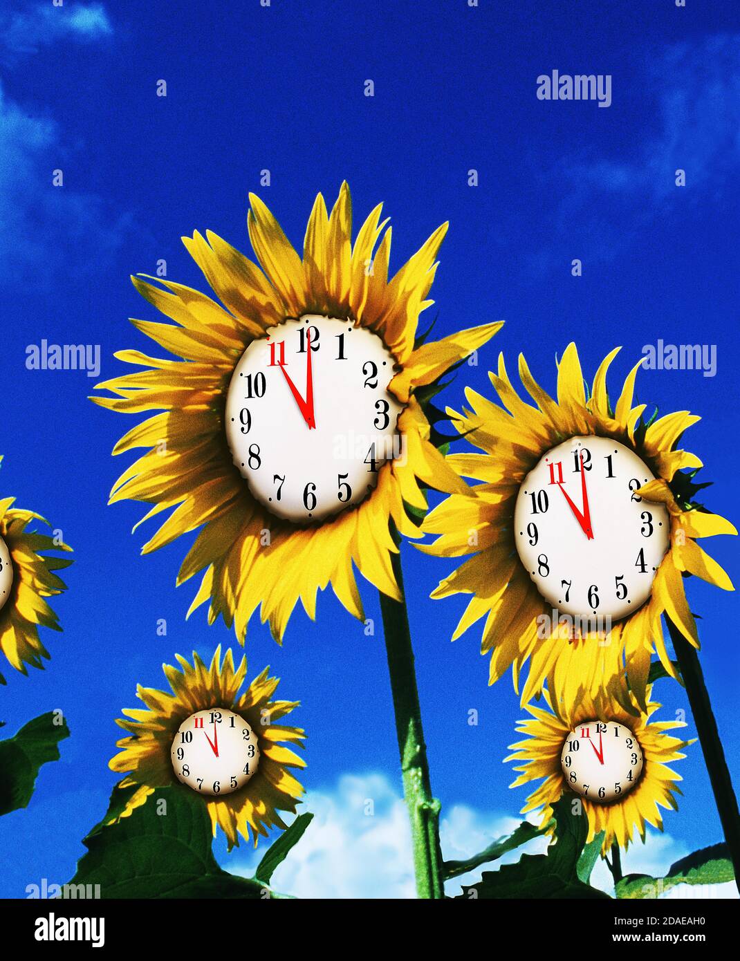CLOCK WITH SUNFLOWERS, SYMBOLIC IMAGE Stock Photo - Alamy