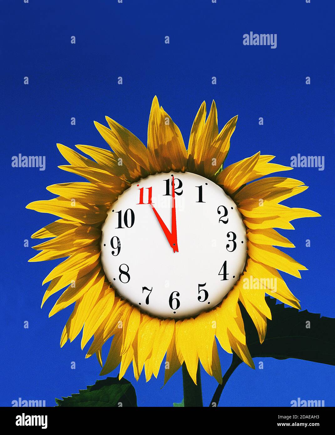 CLOCK WITH SUNFLOWER, SYMBOLIC IMAGE Stock Photo - Alamy