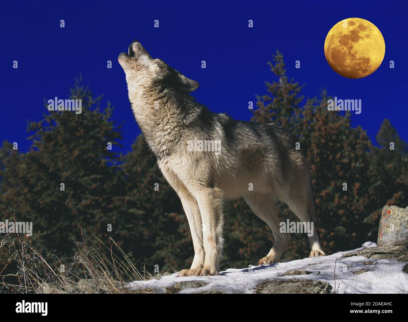 EUROPEAN WOLF canis lupus, ADULT BAYING AT THE MOON Stock Photo - Alamy
