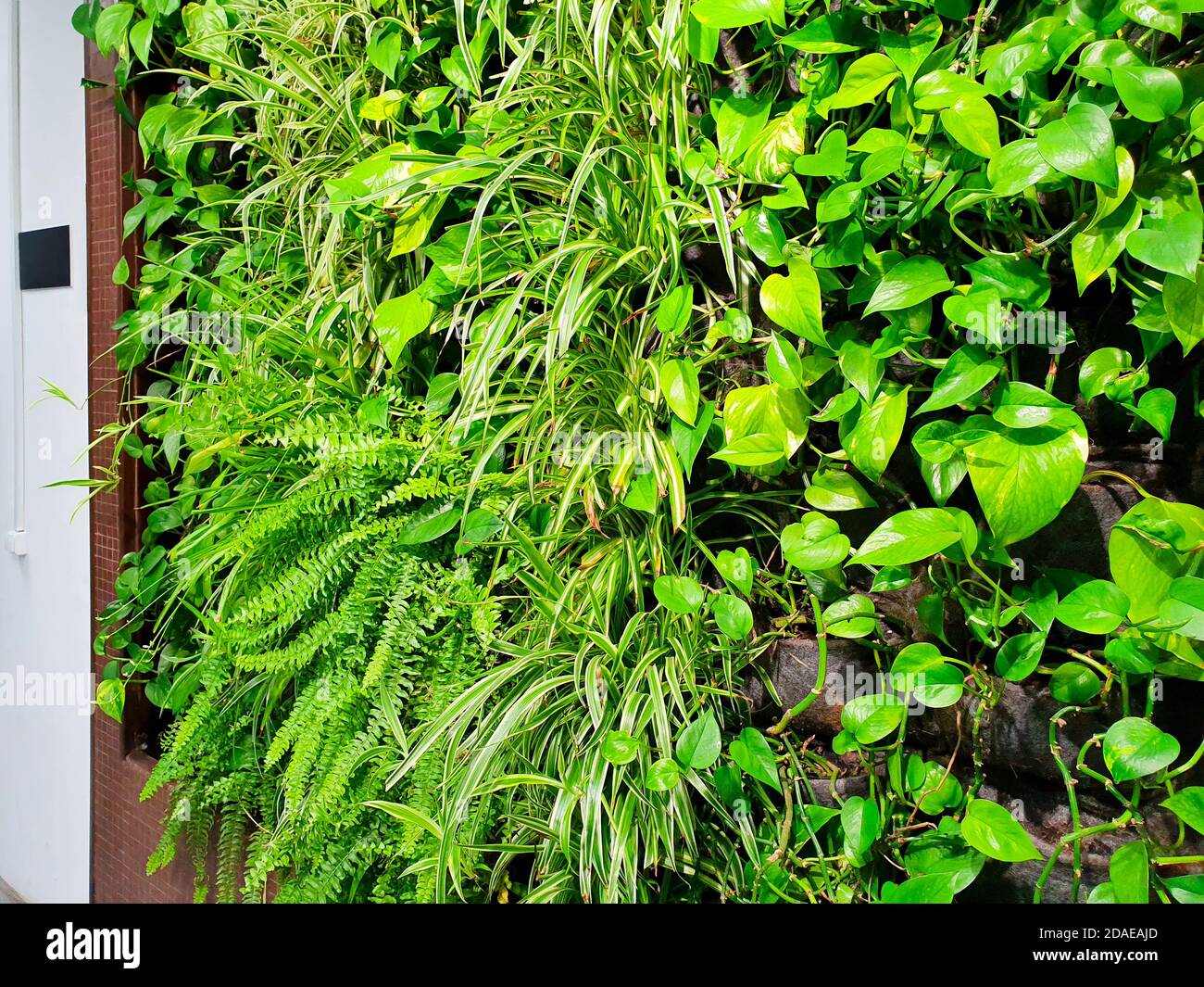 Phytowalls for vertical gardening. Planting of greenery. Herb wall ...