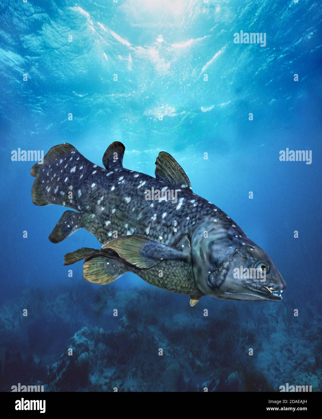COELACANTH latimeria chalumnae, ADULT Stock Photo - Alamy