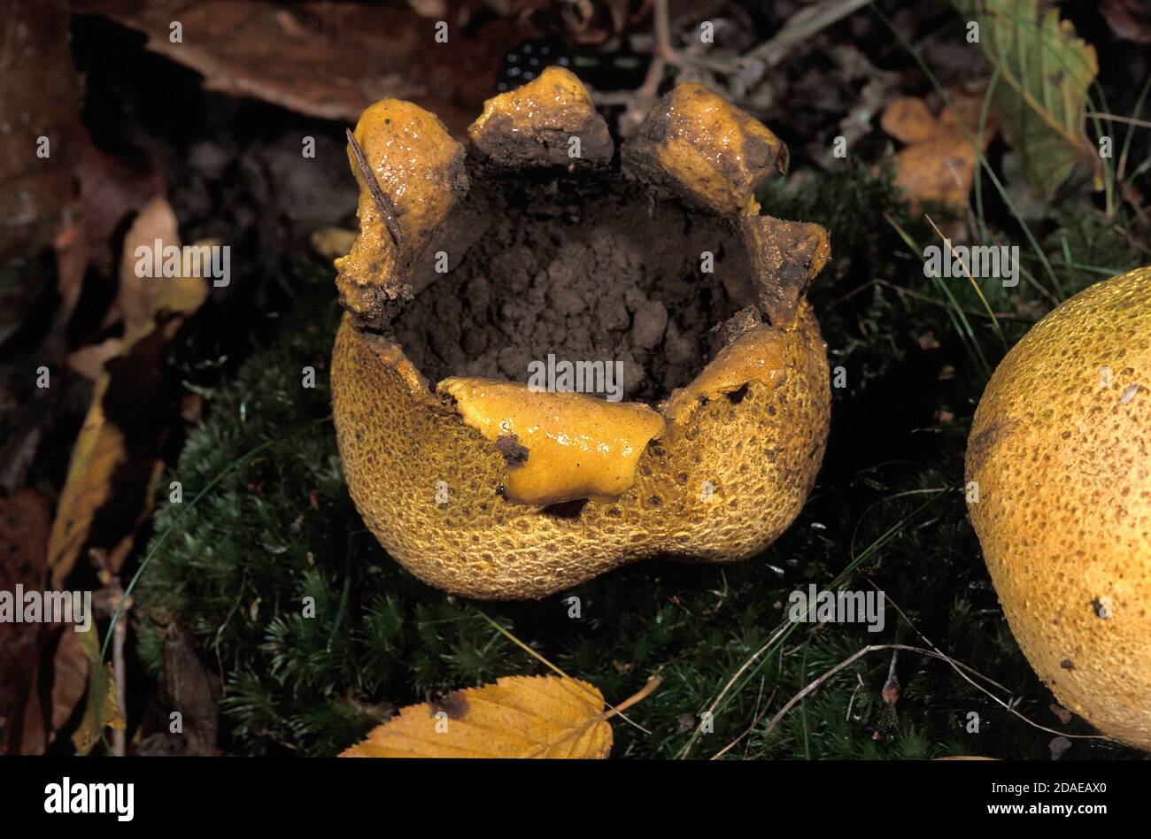 COMMON EARTHBALL scleroderma citrinum, POISONOUS MUSHROOM, NORMANDY IN ...